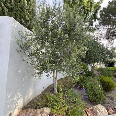 Olea Europaea Wilsonii Multi Plants Express