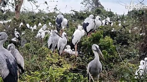 ប្រធាន សហគមន៍ អភិរក្ស សត្វ ស្លាប ទួល ព័ន្ធ តា ឡី អំពាវនាវ សុំ កិច្ច អន្តរាគមន៍ ជួយ ការពារ