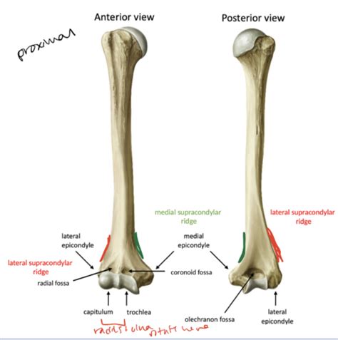 Lecture 5 Cubital Fossa And Forearm Flashcards Quizlet