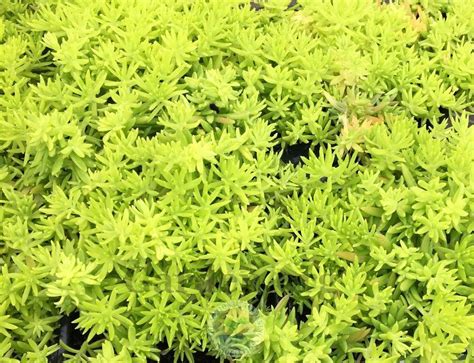 Stonecrop Petrosedum Florida Friendly Gold™