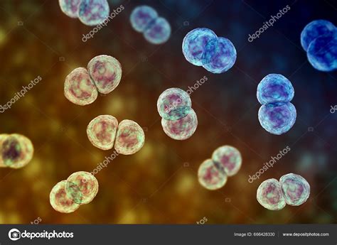 Streptococcus Bacteria
