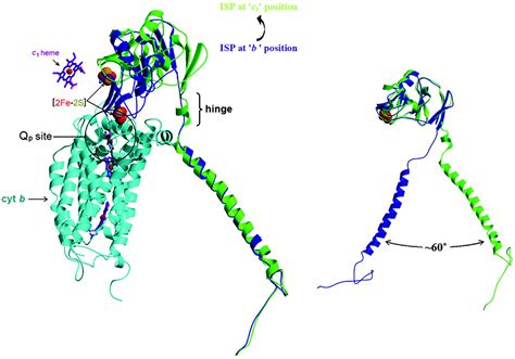 Functional Insensitivity Of The Cytochrome B6f Complex To Structure