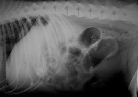 Reto Veterinario Desafió Quirúrgico Página 5 Vetpraxis