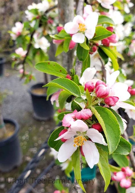 Malus Molten Lava Weeping Urban Tree Farm Nursery