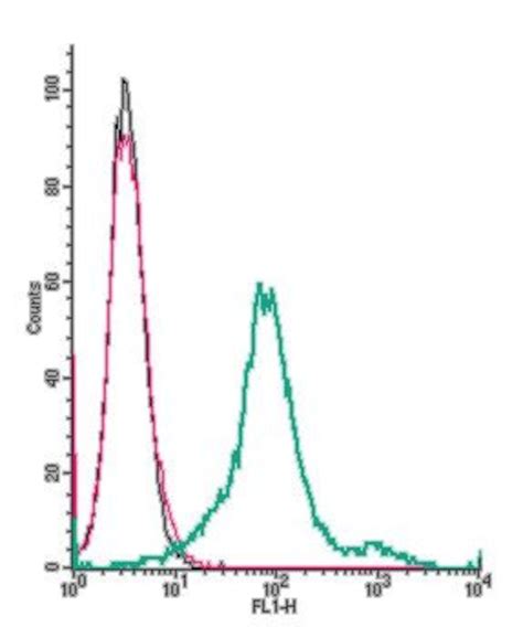 Ccr7 Extracellular Polyclonal Antibody Acr 027 200ul