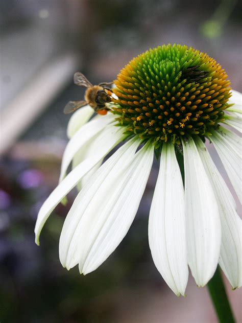 Solhatt Alba Zetas Trädgård