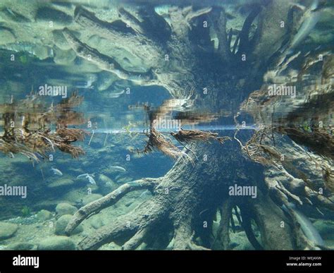 Tree Trunk Underwater Hi Res Stock Photography And Images Alamy