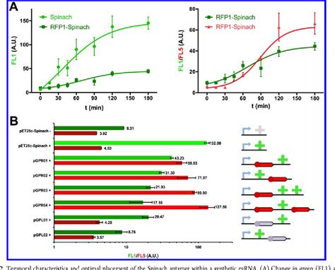 Figure 2 From The Spinach Rna Aptamer As A Characterization Tool For