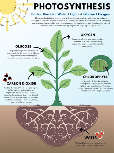 Plant Photosynthesis Cycle