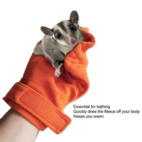 Sugar Glider In Pocket Vine
