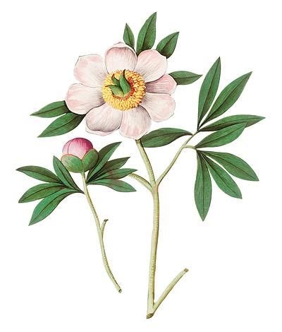 Peony In Vintage Style Free Stock Vector 561549