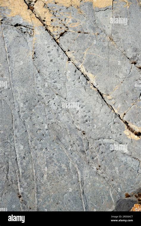 Ichnofossils Or Trace Fossils Of Sauropods Dinosaurs Footprints