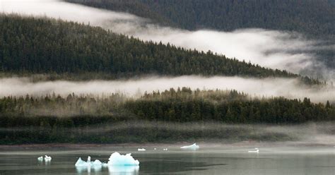 Trump Pushes To Log The Worlds Largest Temperate Rainforest