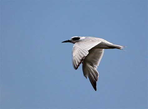 Using Acoustic Activity To Monitor Bird Colonies Efficiently Faunalytics