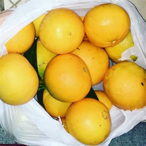 خرید و قیمت دارابی پرتابی 3 کیلویی از غرفه نیرماهی