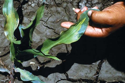 Downy Mildew How To Stop This Plant Disease Before It Starts Epic Gardening