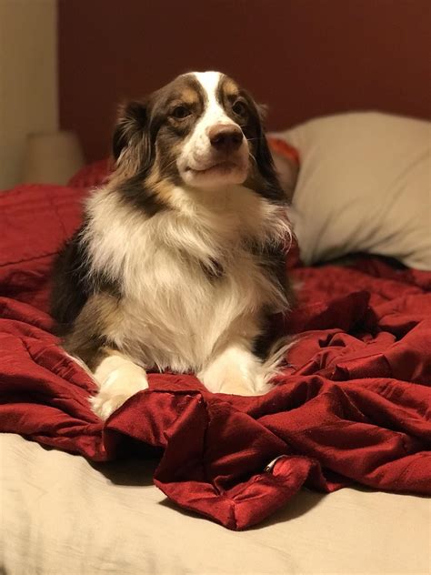 Pup Did Not Appreciate Being Woken Up So Early R Rarepuppers