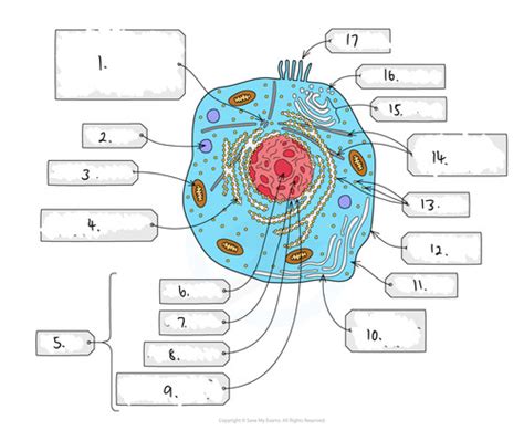 Cell Structure Flashcards Quizlet