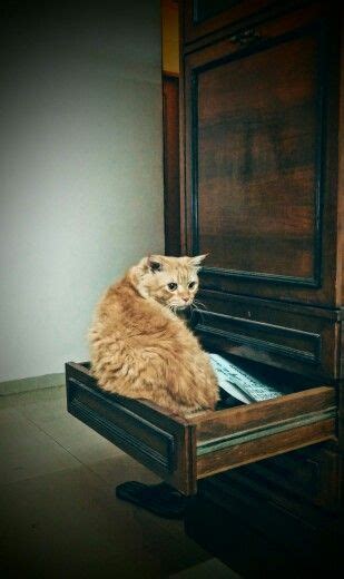 Pin On Morgan Madan Mohan