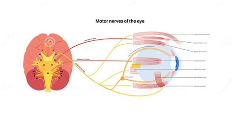 Motor Nerves Of The Eye Stock Vector Illustration Of Abducens 327090516