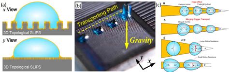 Schematic Illustration Of The Cross Section Of Fabricated Hierarchical