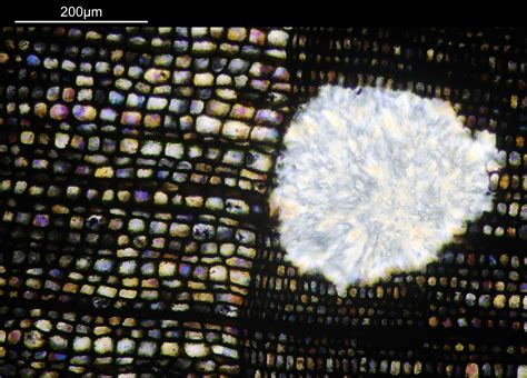 Microscopy Imaging Coal With Cross Polarization Jmc Scientific Consulting Ltd