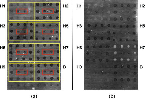 Strong Responses To Polyclonal Anti Ha Antiserum Are Readily Observable Download Scientific