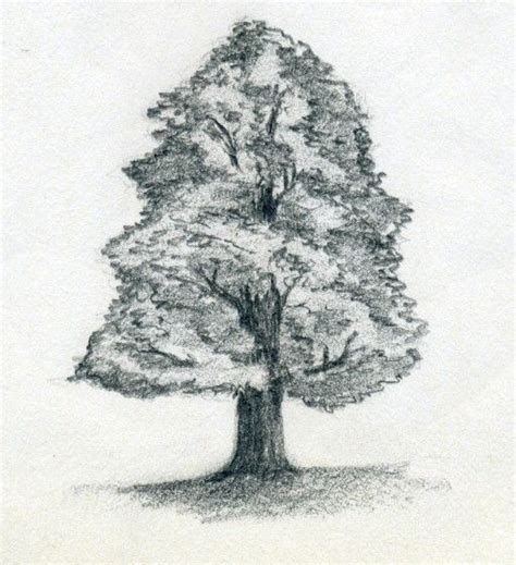 Best How To Draw Realistic Trees Plants Bushes And Rocks Images On Pinterest Drawings