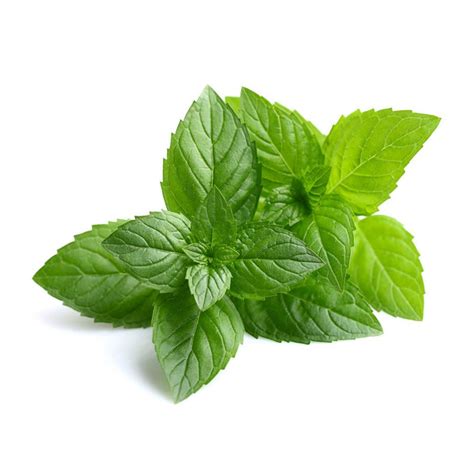 Peppermint Indian Oil Lebermuth