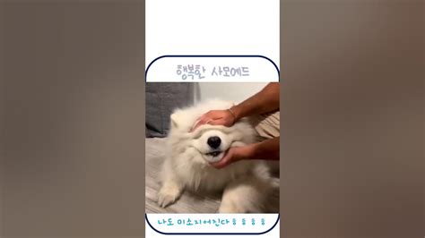 행복한 사모예드 Youtube