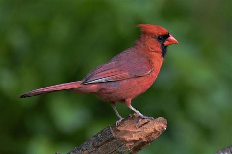 500 Free Cardinal Bird And Cardinal Images Pixabay