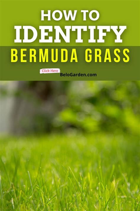 How To Identify Bermuda Grass Bermuda Grass Grass Crab Grass