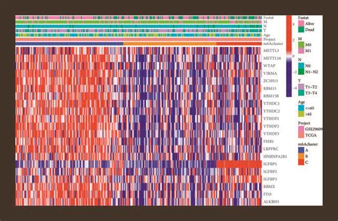 The Patterns Of M⁶a Methylation Modification And The Biological Download Scientific Diagram