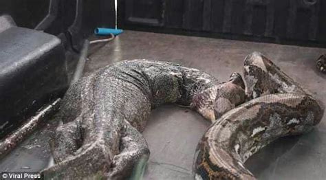 Moment A Python Regurgitates Huge Monitor Lizard In Thailandphotos