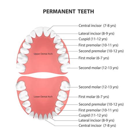 620 Bicuspid Tooth Stock Illustrations Royalty Free Vector Graphics