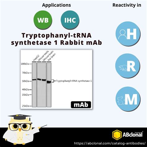 Abclonal Technology On Linkedin Antibodyoftheweek