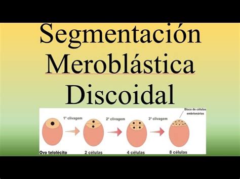 Segmentación Holoblástica Radial Desigual Online