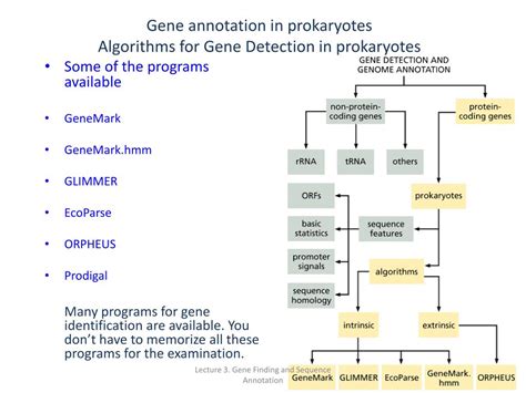 Ppt Gene Finding And Sequence Annotation Powerpoint Presentation