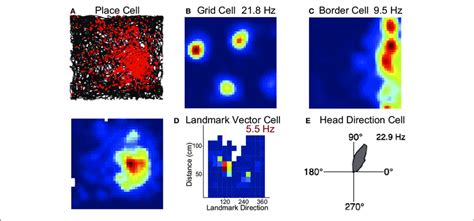 Neural Substrates Of Spatial Navigation Five Examples Of Single Download Scientific Diagram
