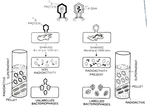 Hershey And Chase Experiment