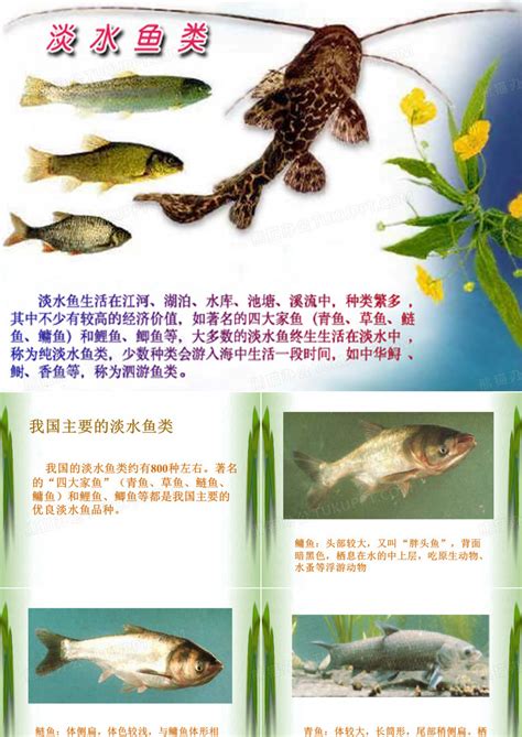 淡水鱼类和海洋鱼类ppt模板下载 编号lvjnpvwk 熊猫办公