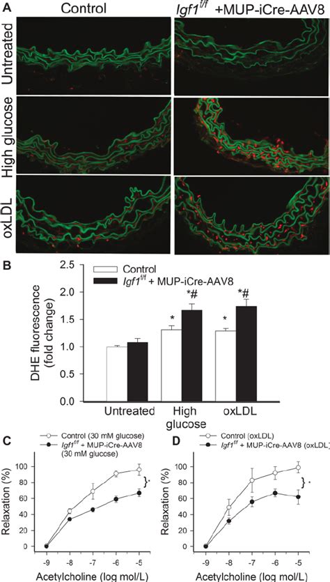 A Representative Micrographs Showing Red Nuclear Dihydroethidium