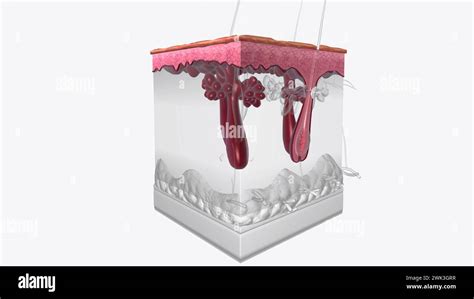 The Epidermis Is The Outermost Of The Three Layers That Comprise The Skin The Inner Layers