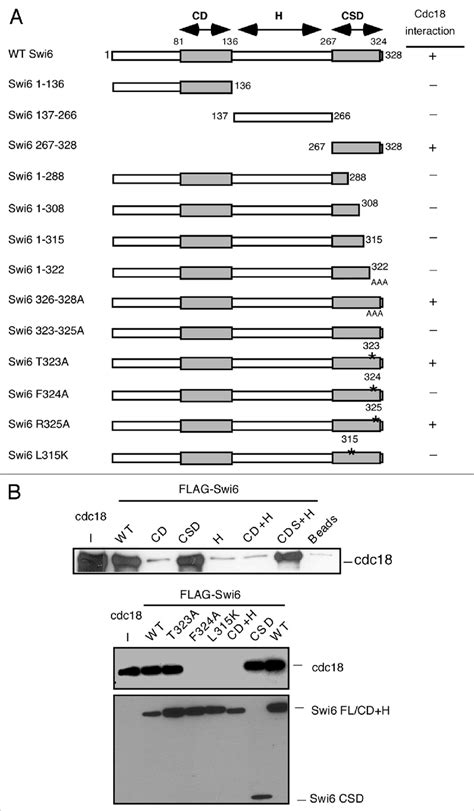 Mapping Of The Swi6 Interaction Domain By In Vitro Binding A