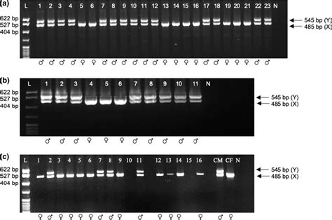 Sex Determination Based On The Amplification Of Porcine Ddx3x And Ddx3y