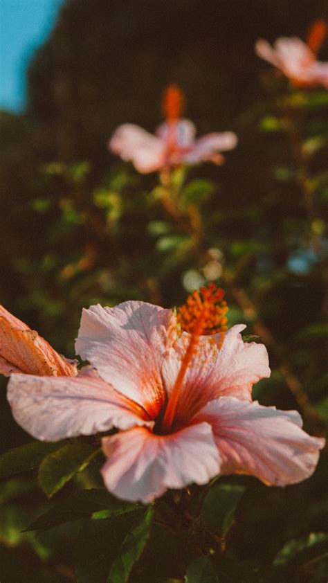 6 Health Benefits Of Ear Massage That Will Force You To Do It The Right