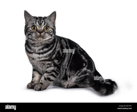 Cute Dark Tabby British Shorthair Cat Kitten Sitting Side Ways Looking