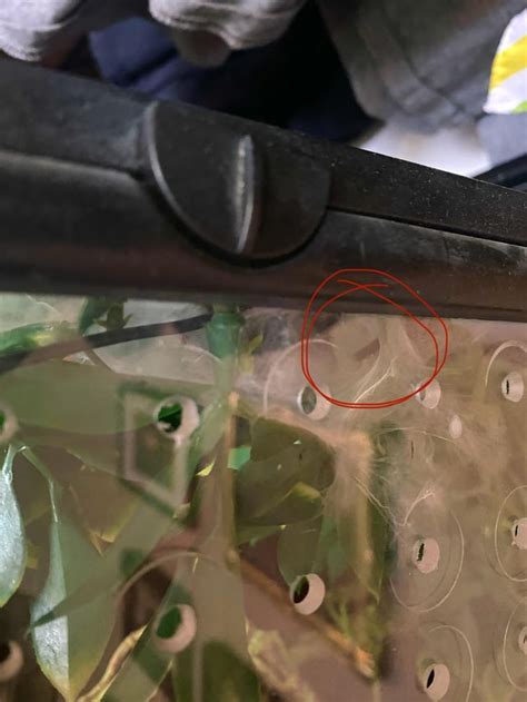 Did My Spider Molt Can I Move Her R Tarantulas