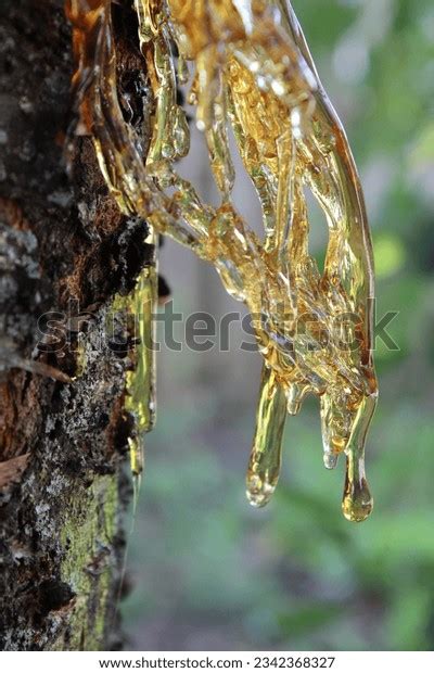 8 091 Sap On Tree Trunks Images Stock Photos Vectors Shutterstock
