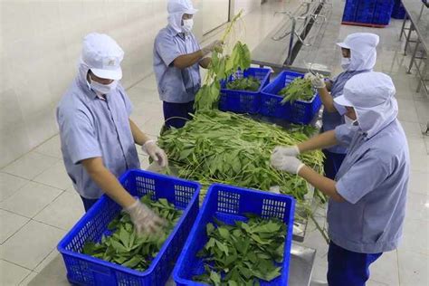 Frozen Cassava Leaf From Vietnam Convenient Cooking Ingredient